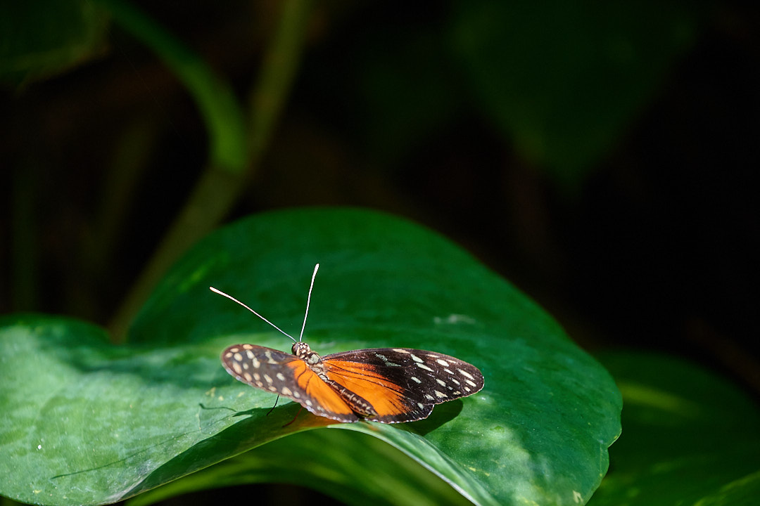 What If – Beautiful Bittersweet Life Poems